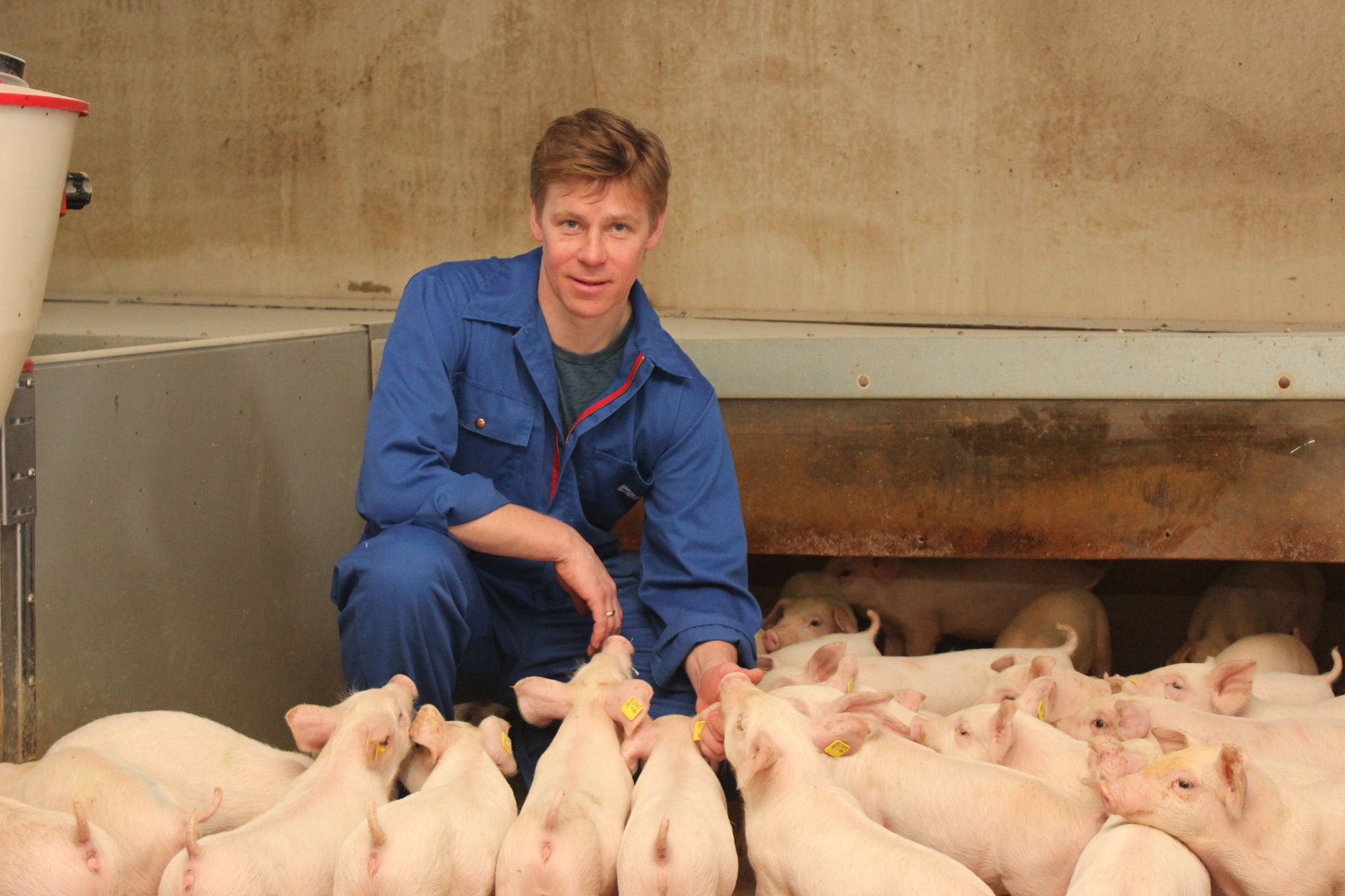 Danske Svineproducenter - Grises velfærd skal naturligvis være i orden under transport