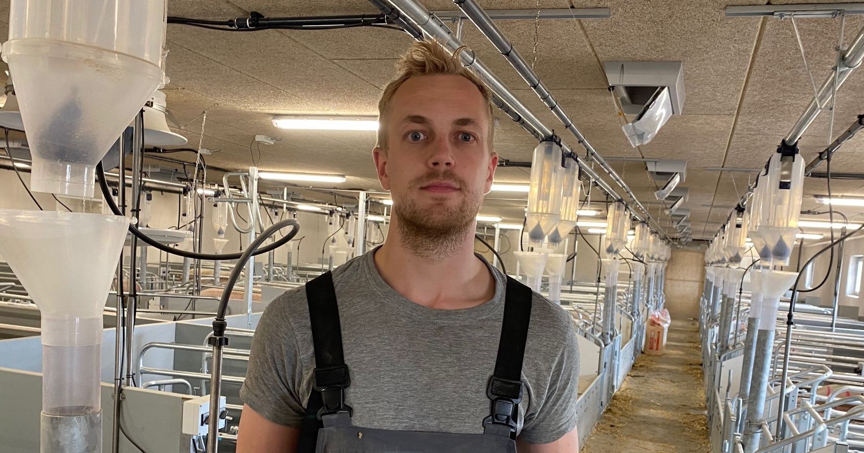 Danske Svineproducenter - Kastration. Det er et træls stykke arbejde. Vi kan ikke lide det, og ...